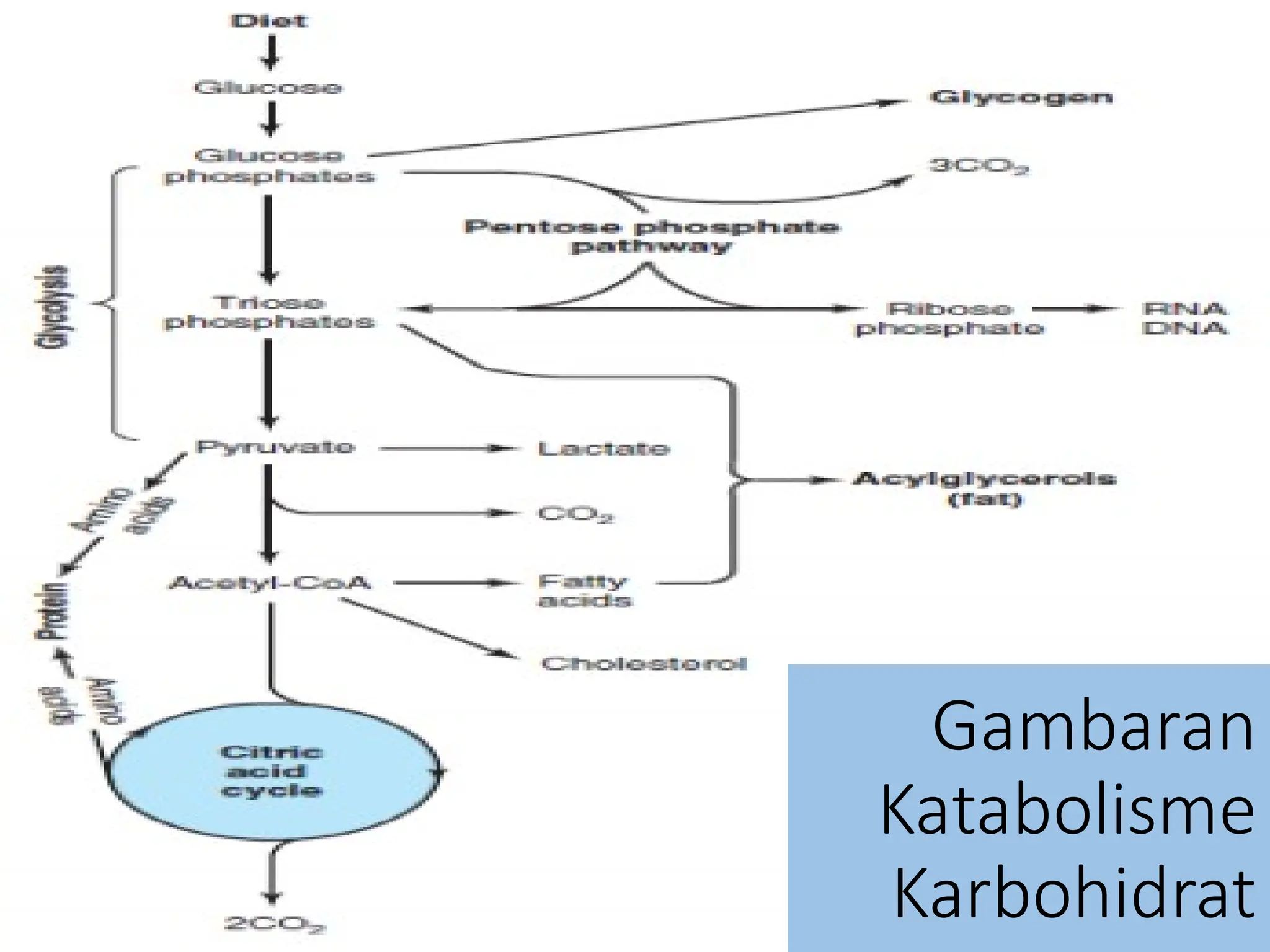 Pertemuan 1 Metabolisme Karbohidrat.pptx