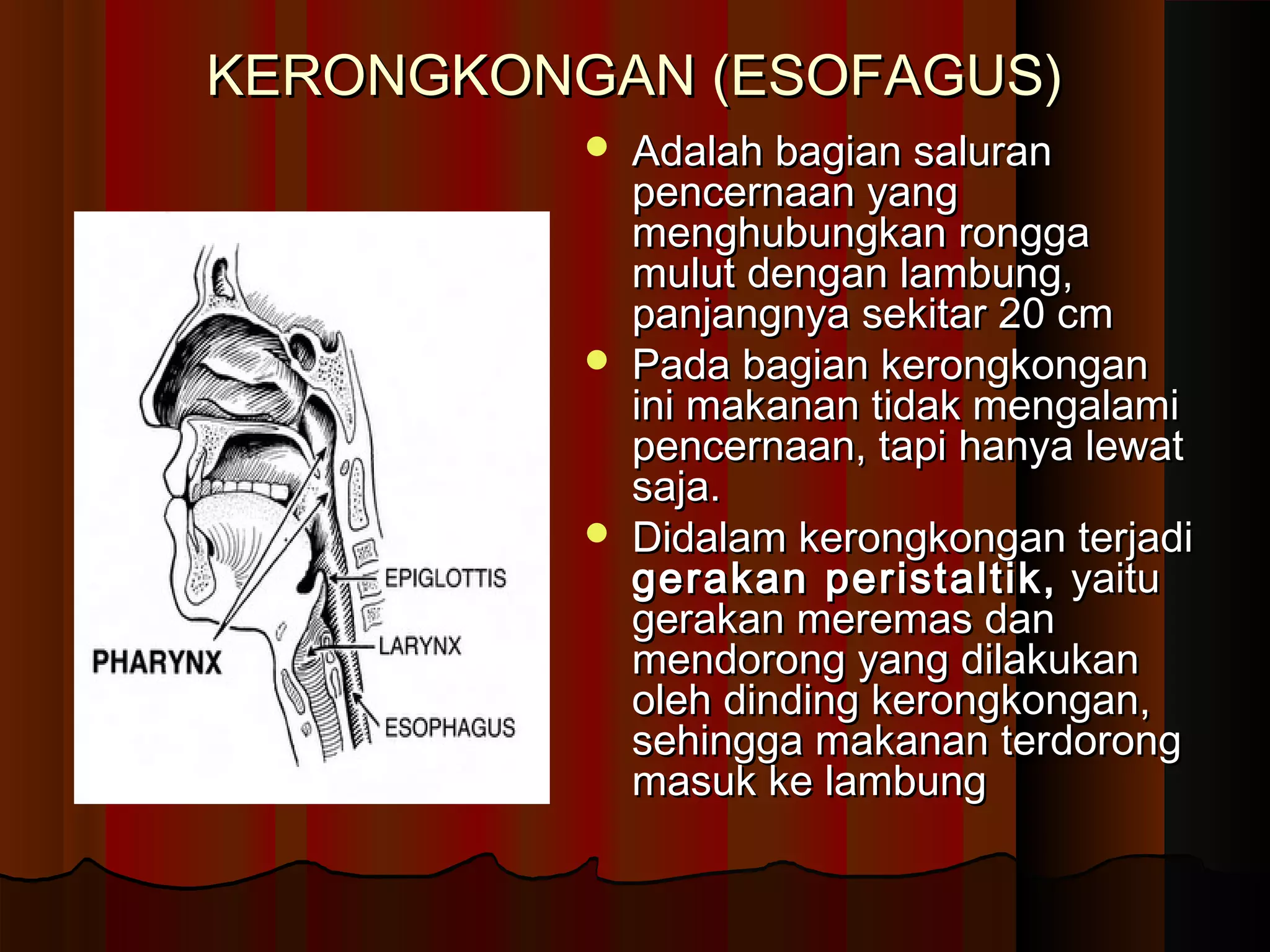 Pertemuan 1 mulut kerongkongan_lambung | PPT