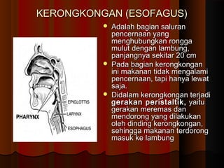Pertemuan 1 mulut kerongkongan_lambung | PPT