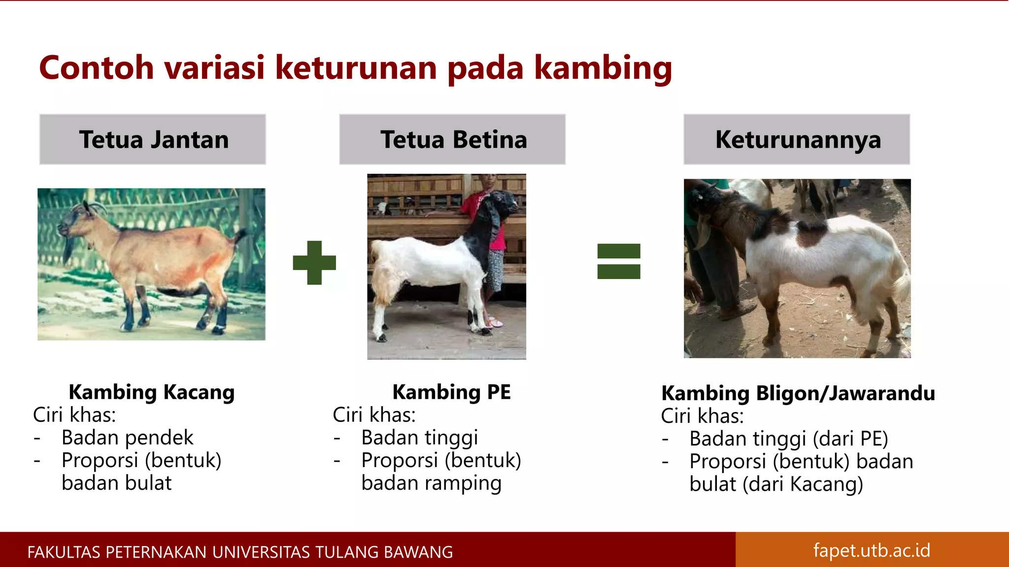 Pengertian Genetika Ternak - Materi Genetika Ternak | PPTX