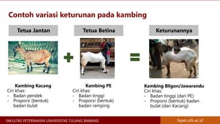 Pengertian Genetika Ternak - Materi Genetika Ternak | PPT