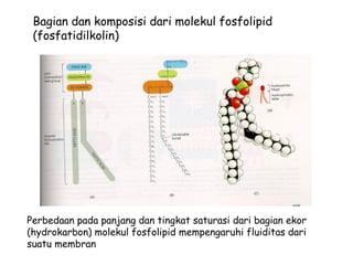 Transportasi antara membran dalam sel.pptx