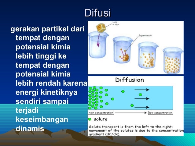 Perbedaan Osmosis Dan Difusi - Riset