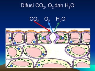 pertemuan 2 (difusi dan osmosis) BIOLOGI | PPTX