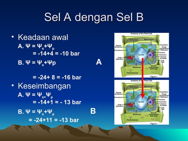 pertemuan 2 (difusi dan osmjjjjjjosis).ppt