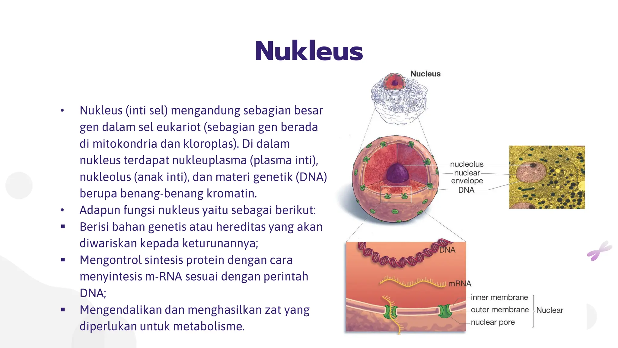 Pertemuan 2 Ilmu Hayat. pembahasan tentang anatomi | PDF