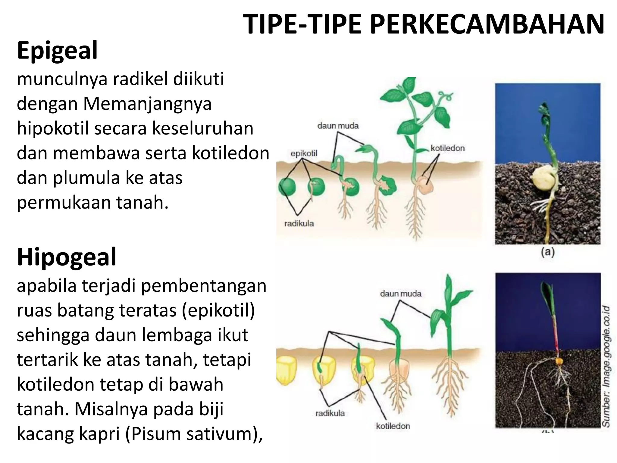 Pertemuan 2 (perkecambahan) | PDF
