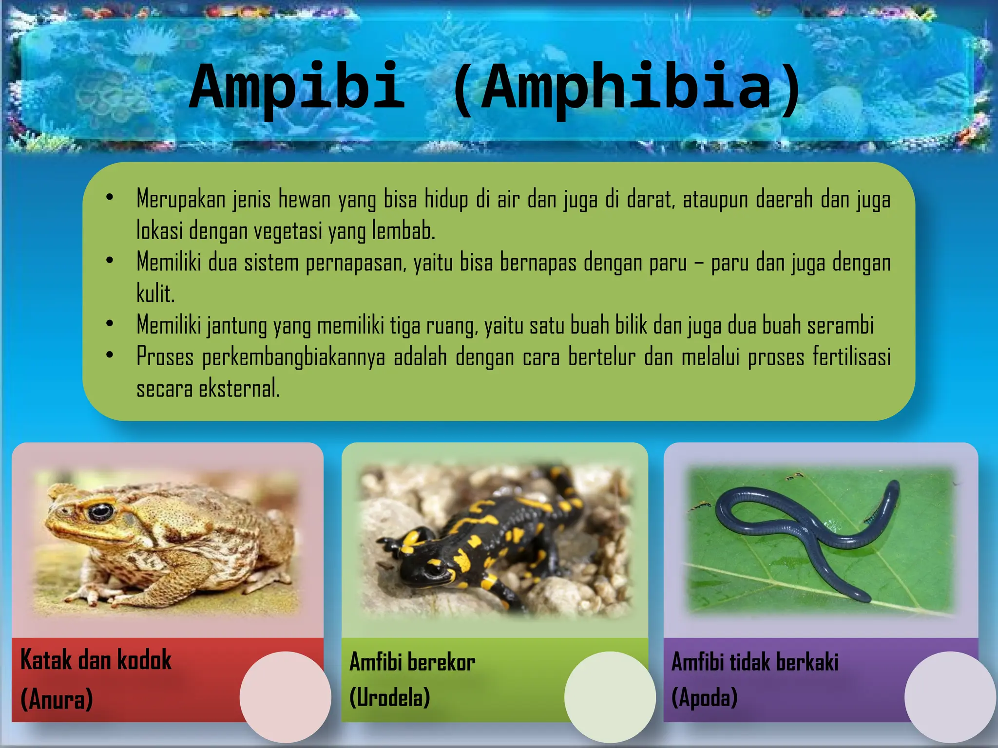pertemuan 2 pola perkembangan tubuh hewan vertebrata dan invertebrata.pptx