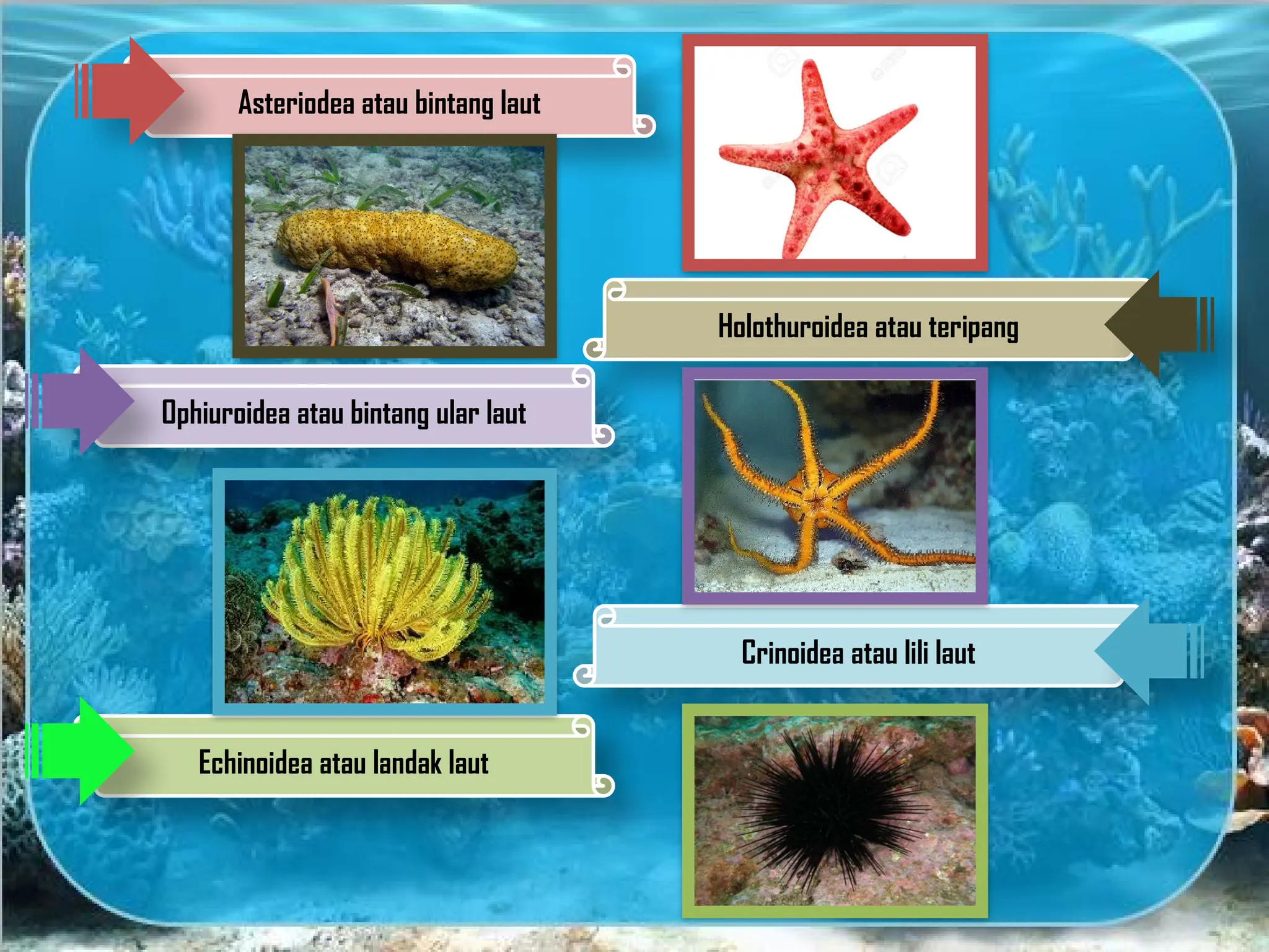 pertemuan 2 pola perkembangan tubuh hewan vertebrata dan invertebrata.pptx