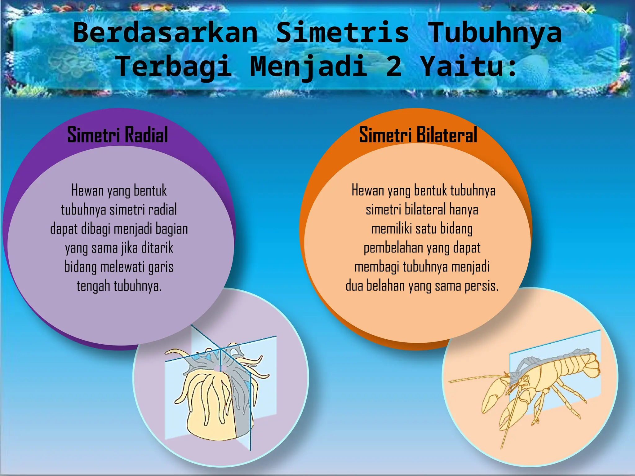 pertemuan 2 pola perkembangan tubuh hewan vertebrata dan invertebrata.pptx