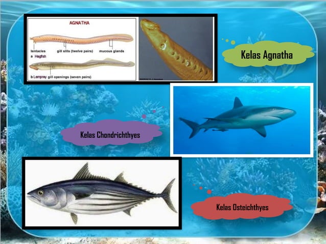 pertemuan 2 pola perkembangan tubuh hewan vertebrata dan invertebrata.pptx