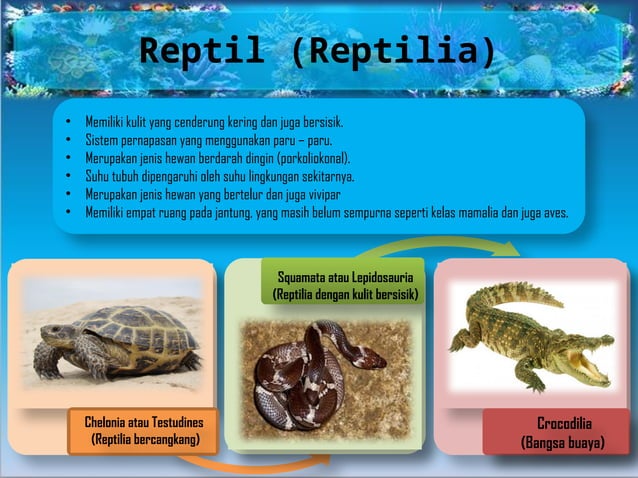 pertemuan 2 pola perkembangan tubuh hewan vertebrata dan invertebrata.pptx