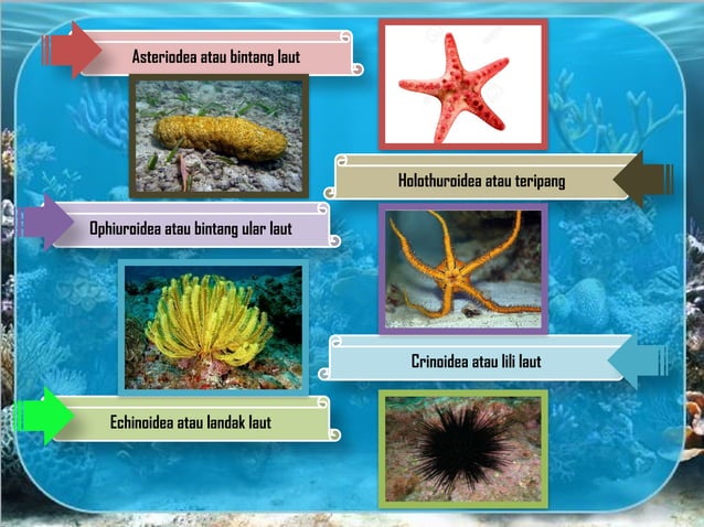 pertemuan 2 pola perkembangan tubuh hewan vertebrata dan invertebrata.pptx