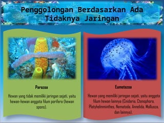 pertemuan 2 pola perkembangan tubuh hewan vertebrata dan invertebrata.pptx
