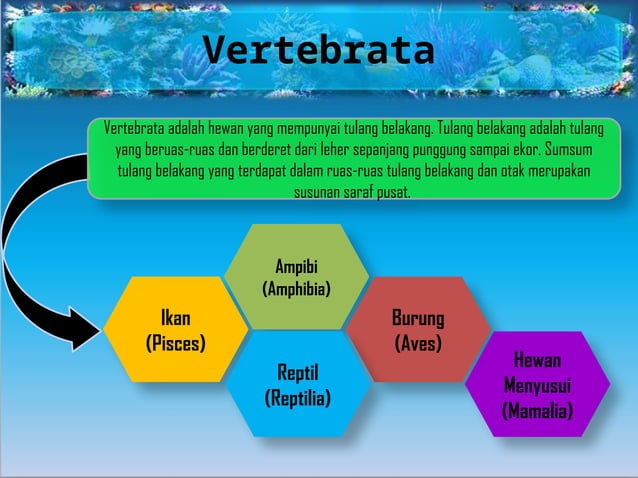 pertemuan 2 pola perkembangan tubuh hewan vertebrata dan invertebrata.pptx