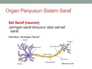 PERTEMUAN SUSUNAN SISTEM SARAF MANUSIA.pptx