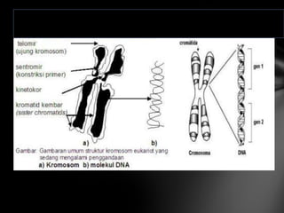 Pertemuan 3. pembelahan sel - Bu Rani Wulandari | PDF