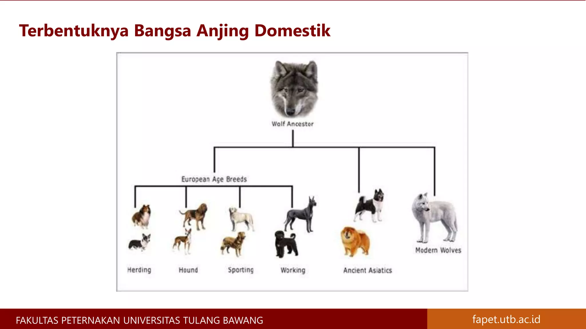 Domestikasi dan Terbentuknya Bangsa-Bangsa Ternak - Materi Genetika Ternak | PPTX