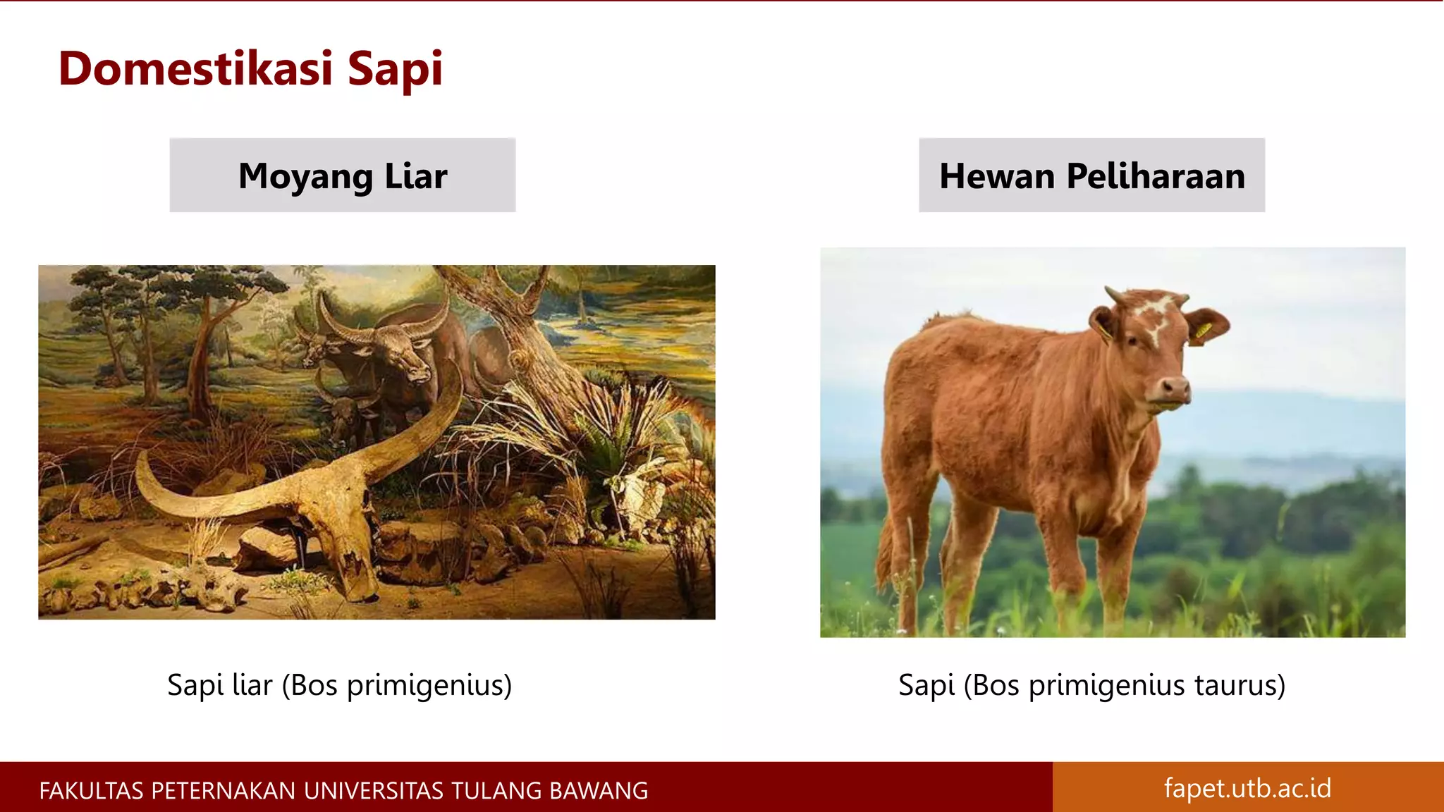 Domestikasi dan Terbentuknya Bangsa-Bangsa Ternak - Materi Genetika Ternak | PPTX