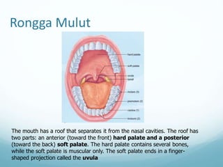 Pertemuan 3-4-fisiologi digesti materi.. | PPT