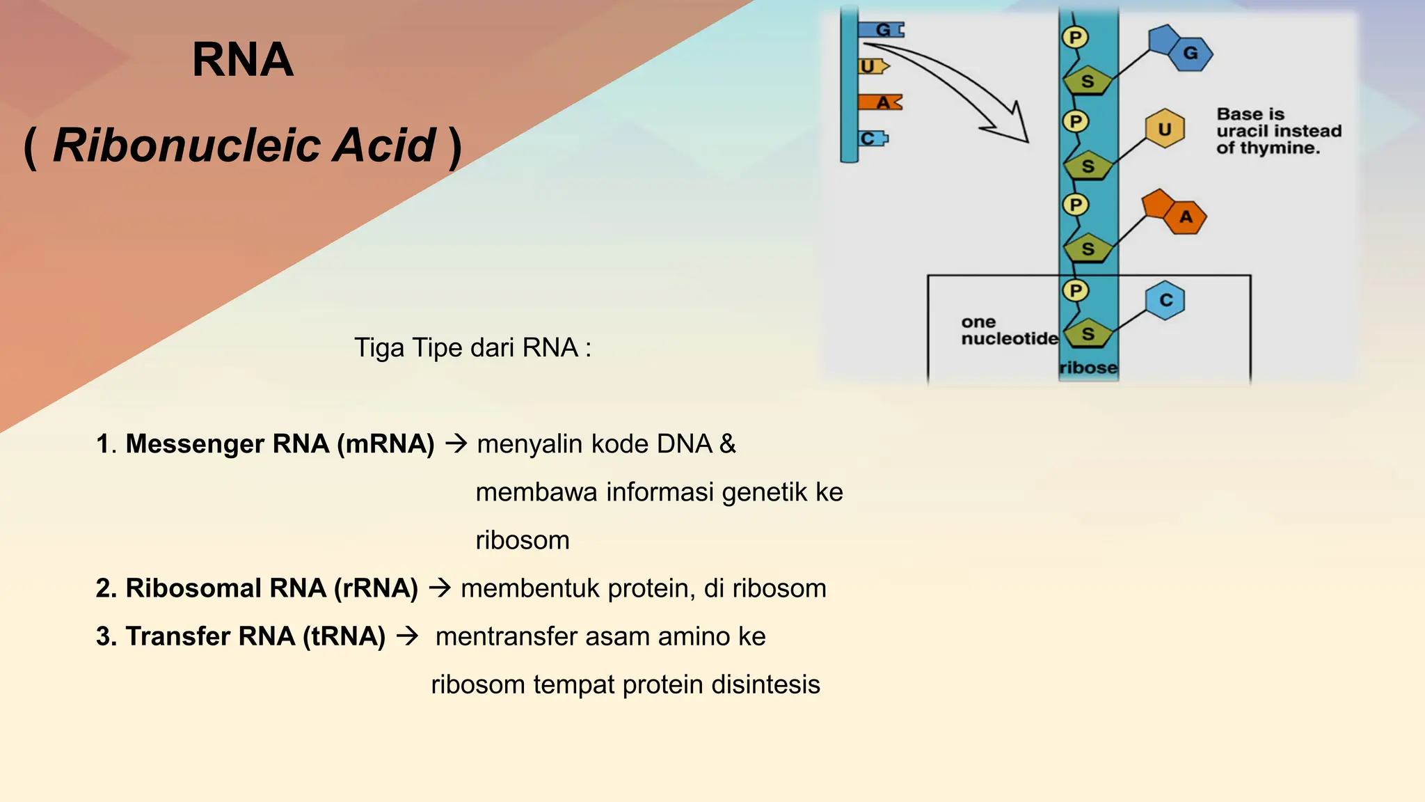 Pertemuan 3 Aliran Informasi Genetik.pdf