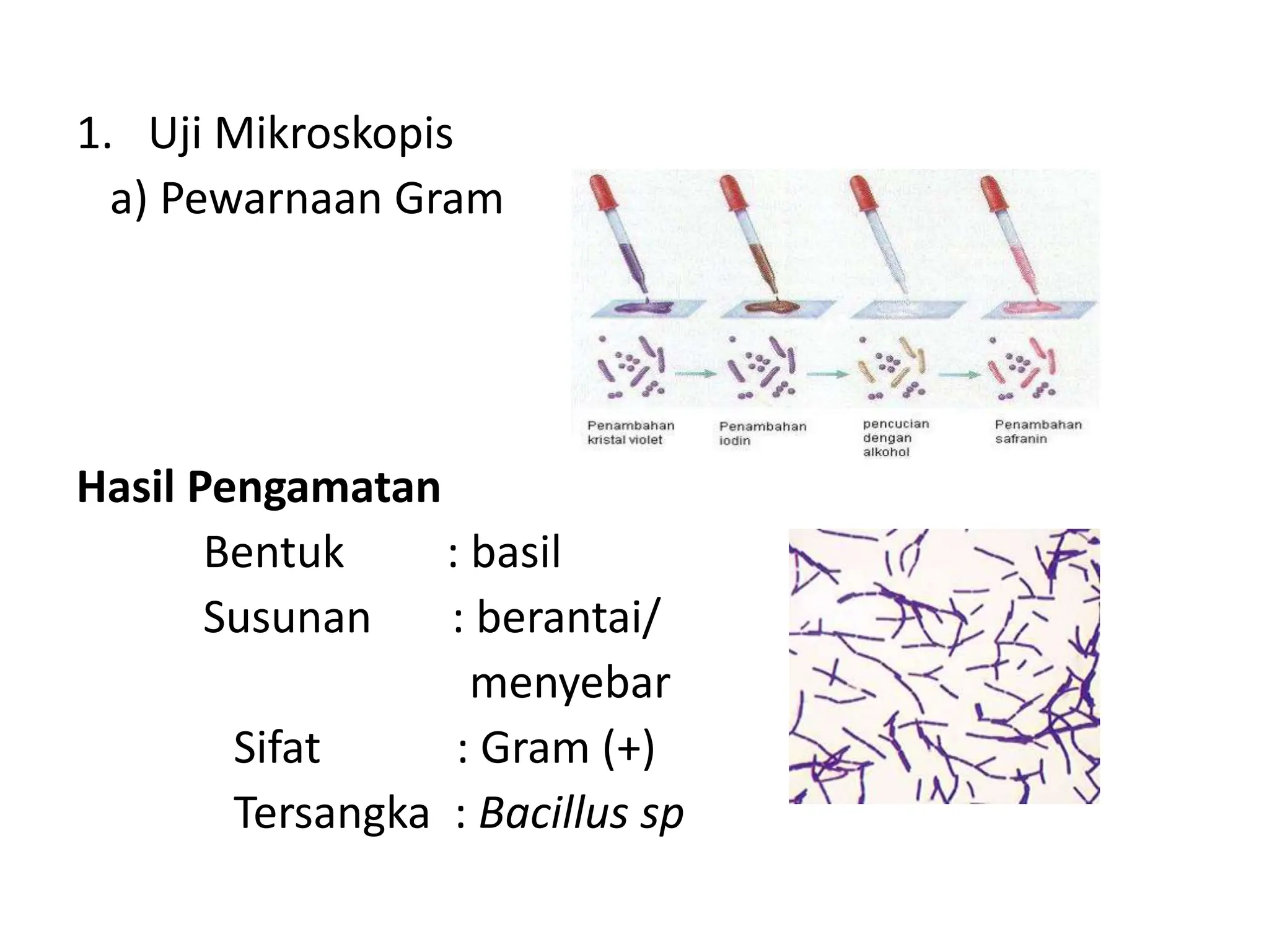 Pertemuan 3 ISOLASI DAN IDENTIFIKASI Bacillus sp.pptx