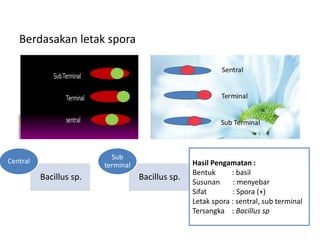 Pertemuan 3 ISOLASI DAN IDENTIFIKASI Bacillus sp.pptx