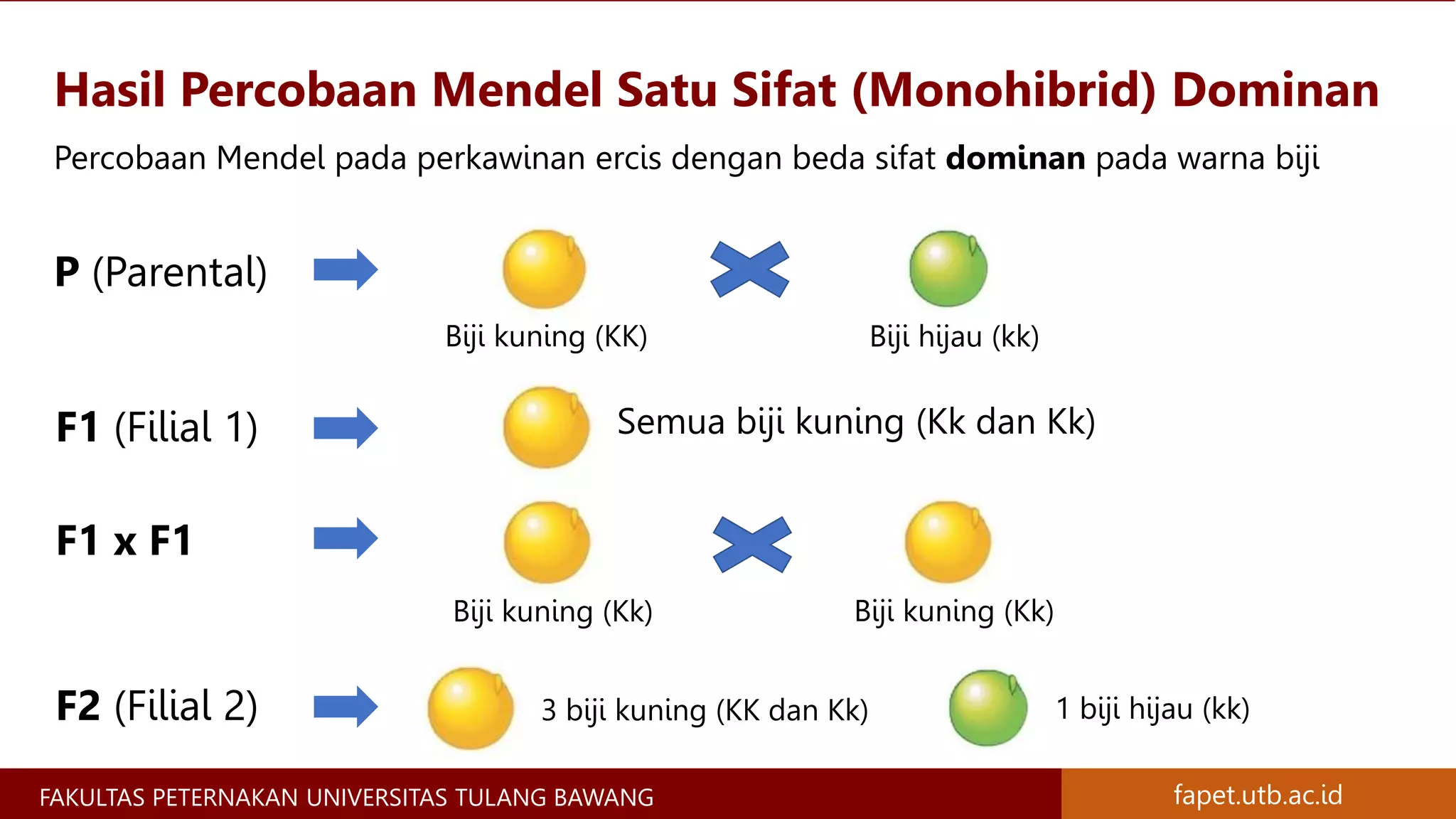 Pengertian Genotip, Fenotip, dan Parameter Genetik Ternak - Materi ...