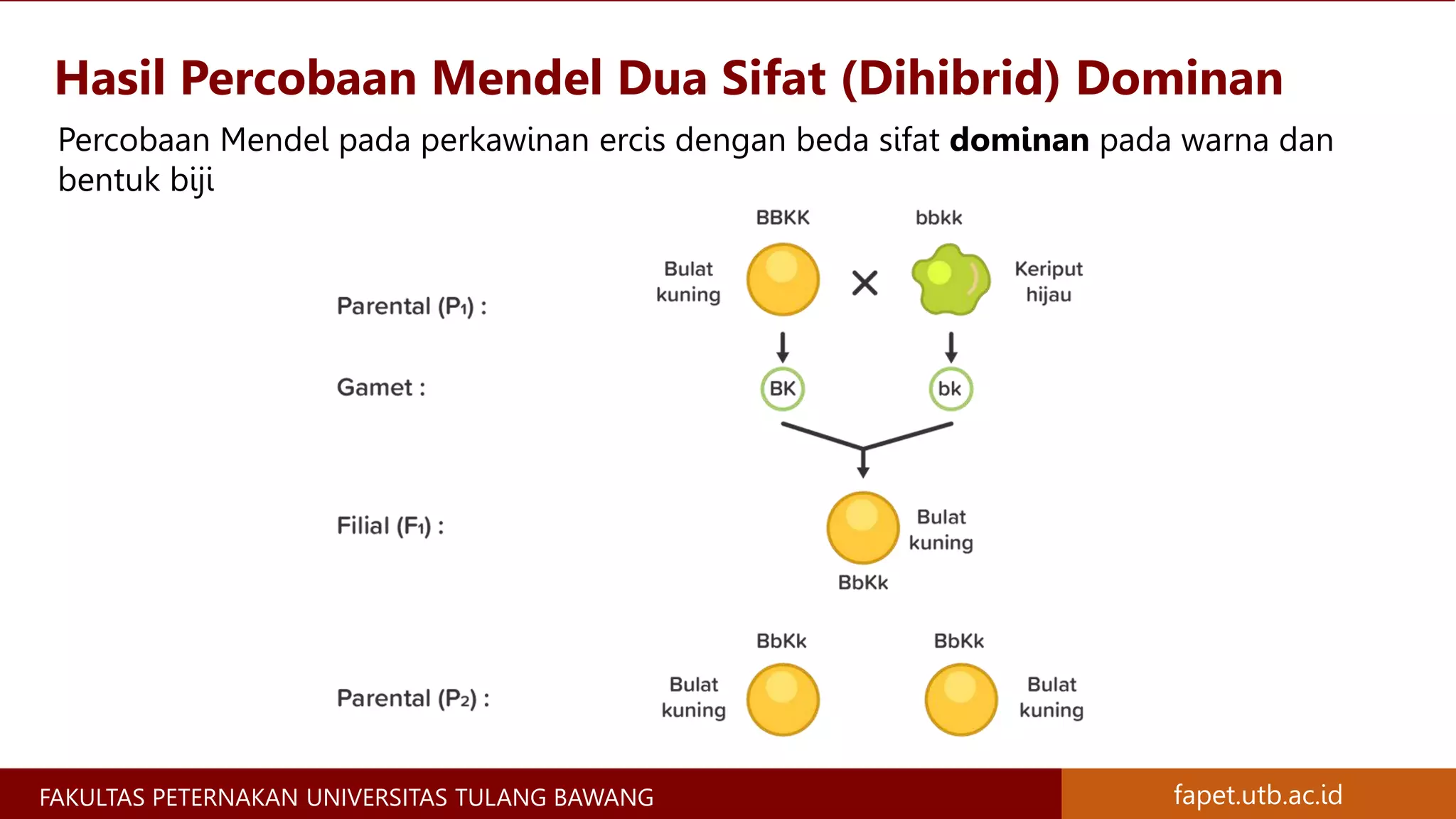 Pengertian Genotip, Fenotip, dan Parameter Genetik Ternak - Materi ...