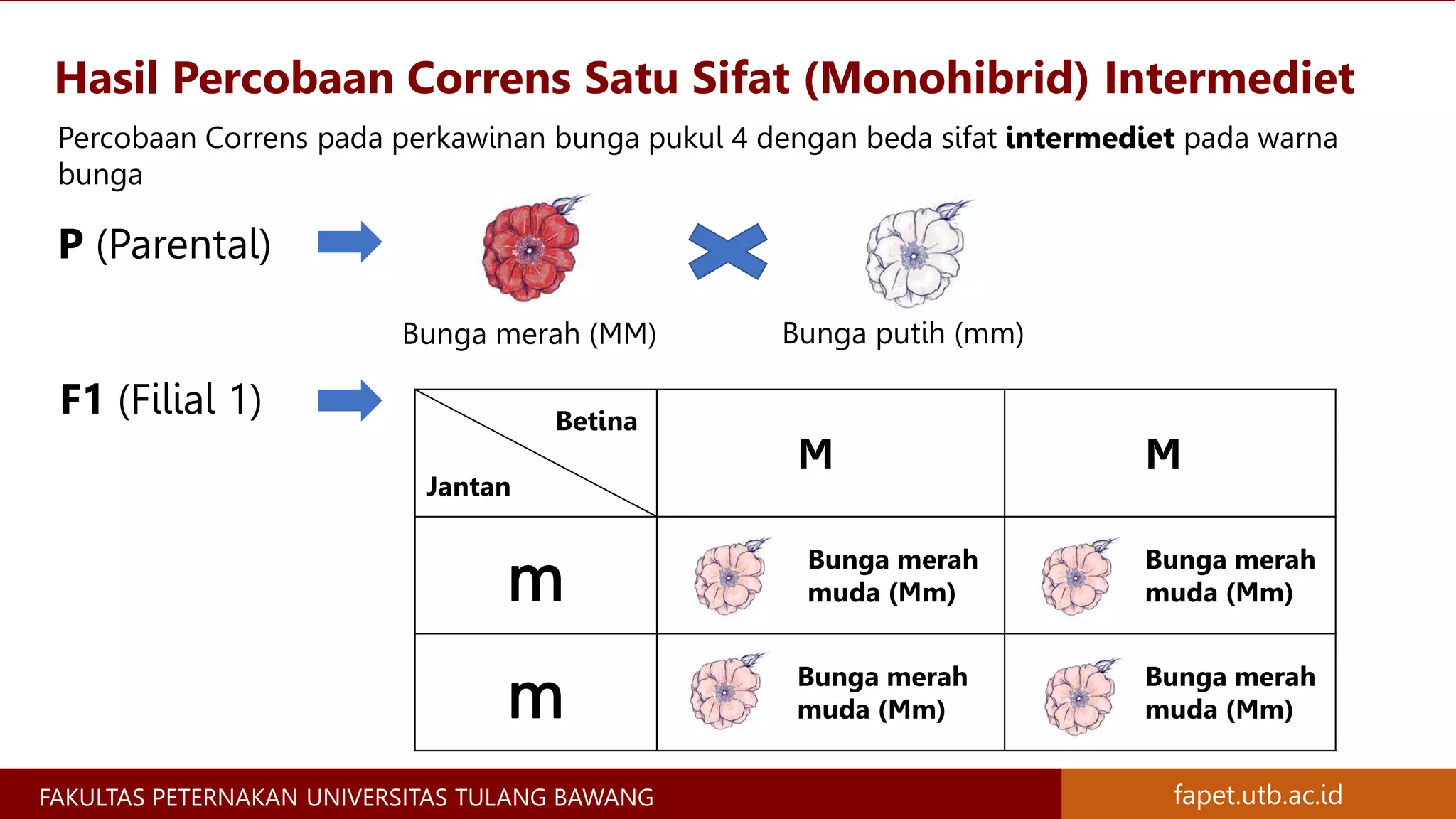 Pengertian Genotip, Fenotip, dan Parameter Genetik Ternak - Materi ...