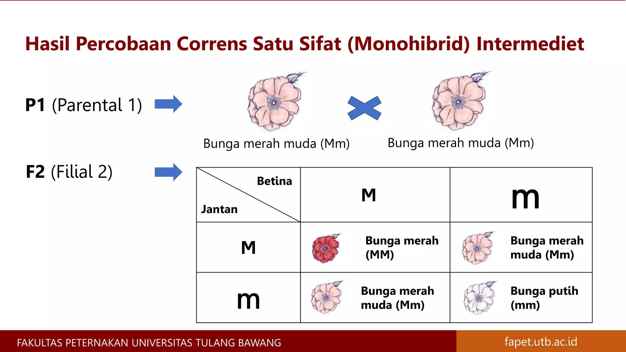 Pengertian Genotip, Fenotip, dan Parameter Genetik Ternak - Materi ...