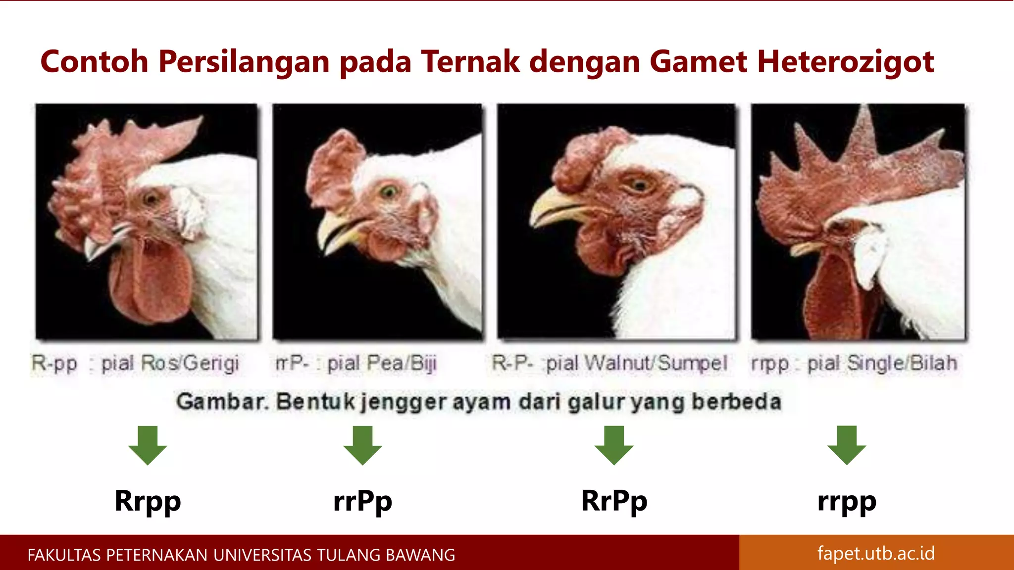 Pengertian Genotip, Fenotip, dan Parameter Genetik Ternak - Materi ...