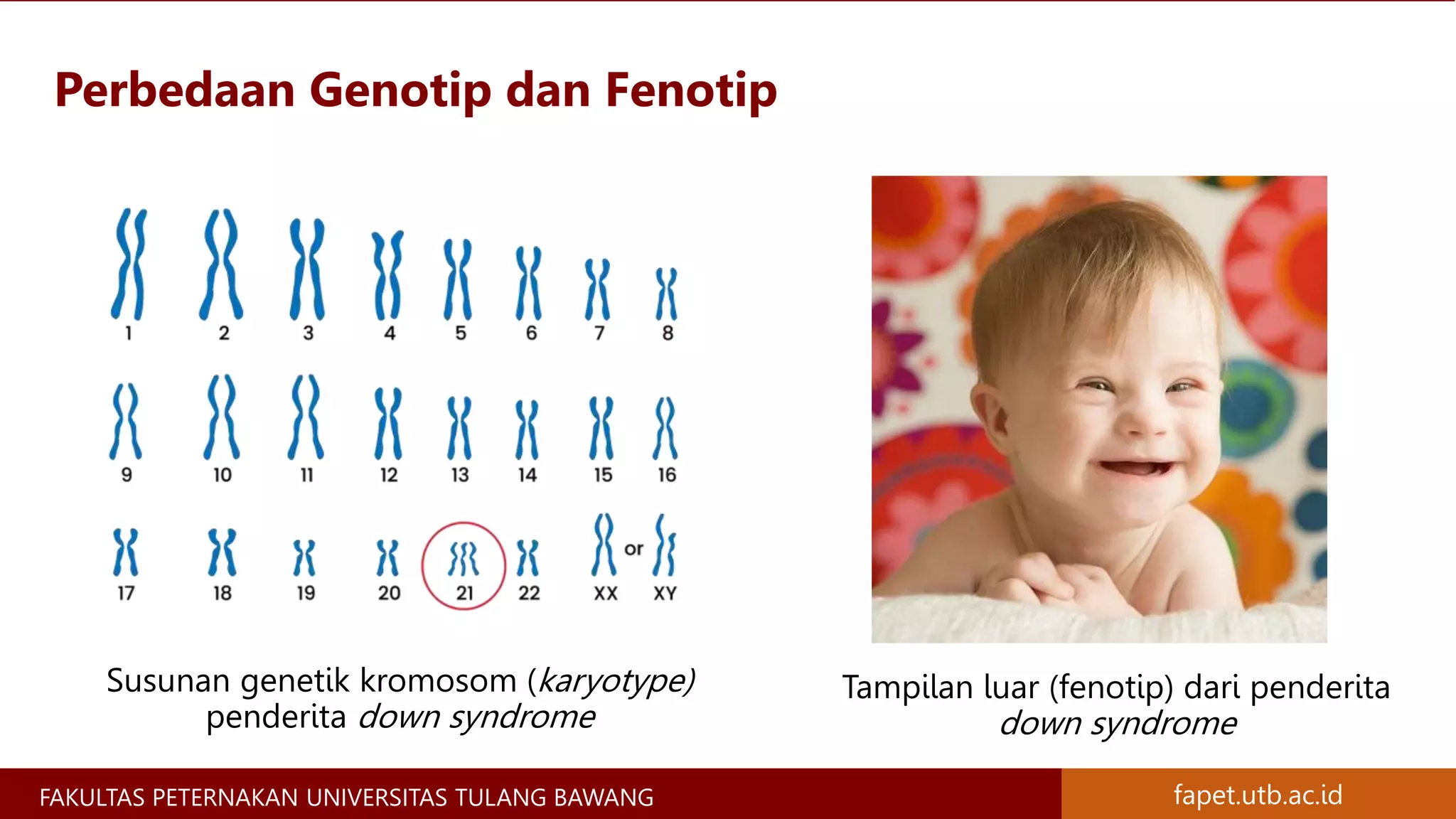 Pengertian Genotip, Fenotip, dan Parameter Genetik Ternak - Materi Genetika Ternak | PPTX