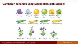 Pengertian Genotip, Fenotip, dan Parameter Genetik Ternak - Materi ...