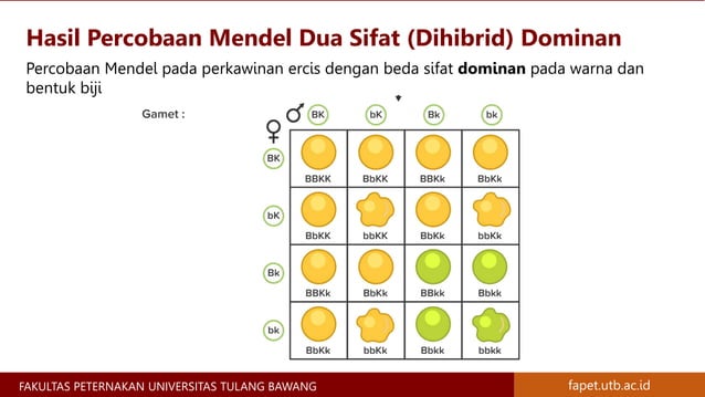 Pengertian Genotip, Fenotip, dan Parameter Genetik Ternak - Materi ...
