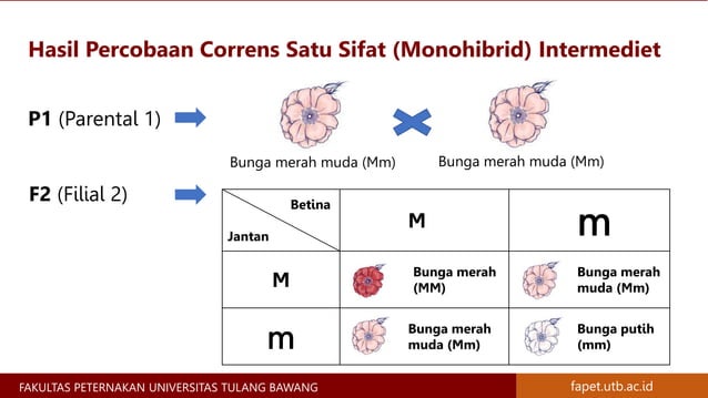 Pengertian Genotip, Fenotip, dan Parameter Genetik Ternak - Materi ...