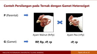 Pengertian Genotip, Fenotip, dan Parameter Genetik Ternak - Materi ...