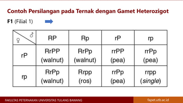 Pengertian Genotip, Fenotip, dan Parameter Genetik Ternak - Materi ...