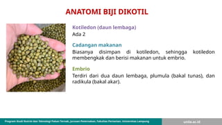 Struktur Jaringan Tumbuhan Monokotil dan Dikotil - Materi Biologi | PPTX