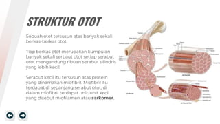 Otot Rangaka | PPTX