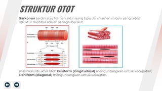 Otot Rangaka | PPT