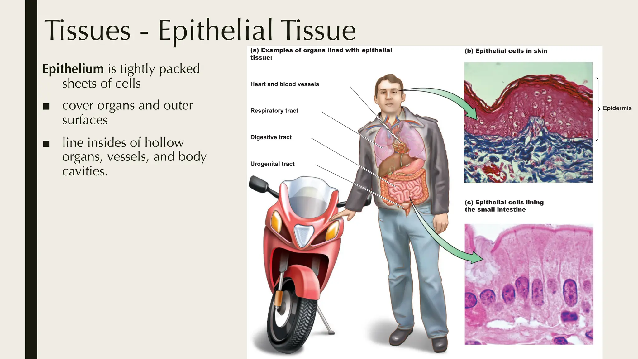 Pertemuan 4 Level of Organization, Tissues, Organs, and Organ System).pdf