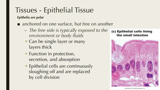 Pertemuan 4 Level of Organization, Tissues, Organs, and Organ System).pdf