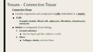 Pertemuan 4 Level of Organization, Tissues, Organs, and Organ System).pdf