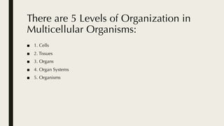 Pertemuan 4 Level of Organization, Tissues, Organs, and Organ System).pdf