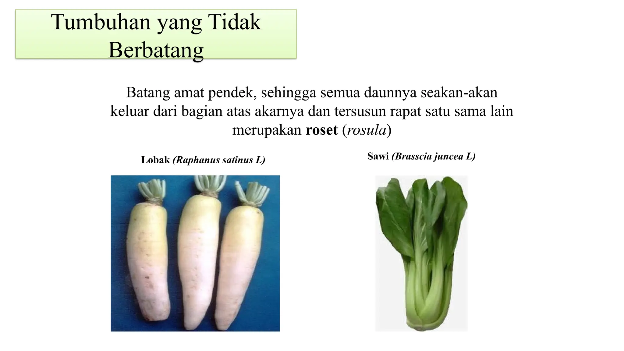 Pertemuan 4 Morfologi akar batang.pptxaaaaaaaaaa | PPTX