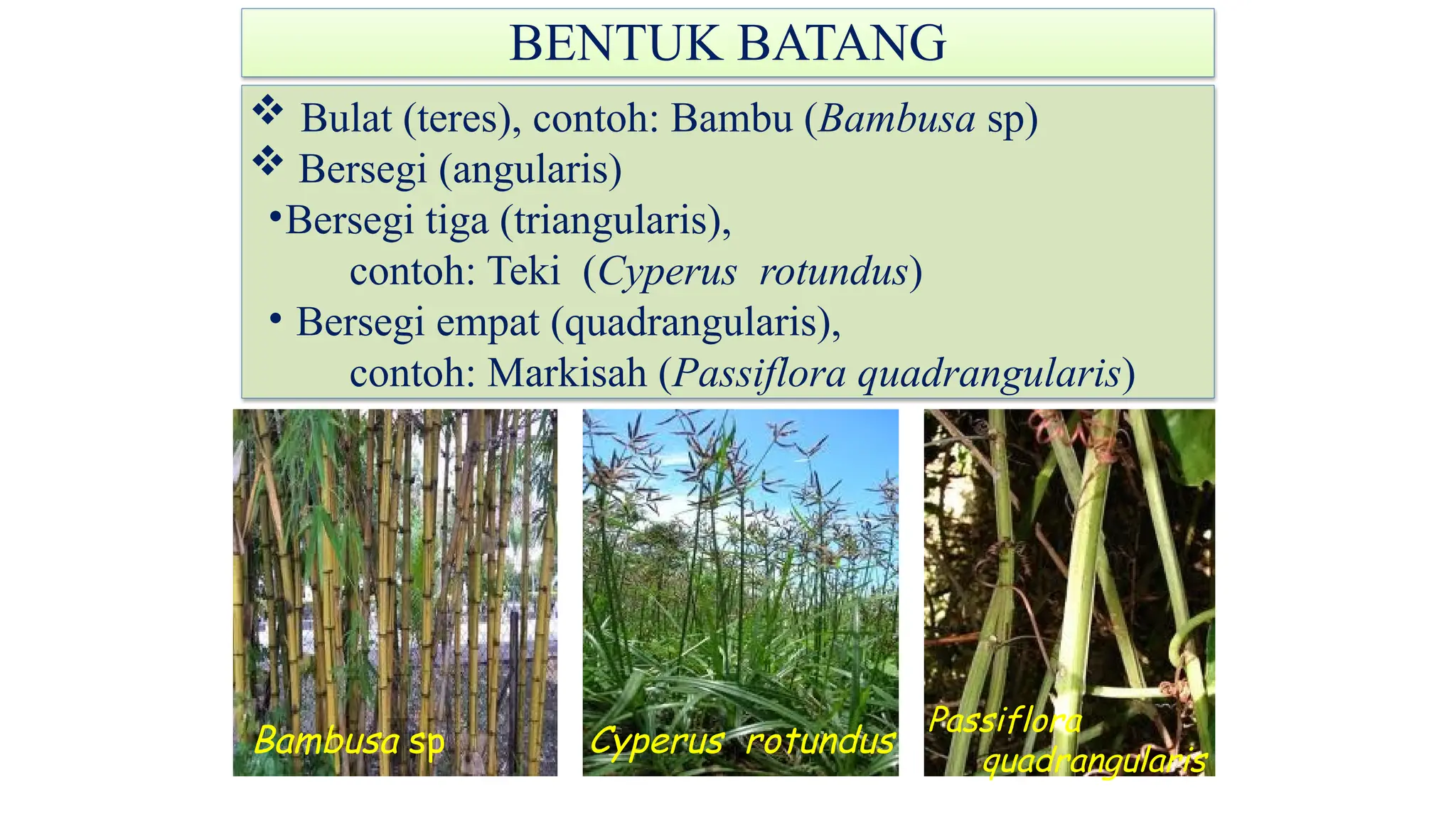 Pertemuan 4 Morfologi akar batang.pptxaaaaaaaaaa | PPTX