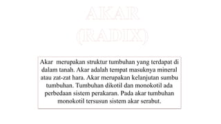Pertemuan 4 Morfologi akar batang.pptxaaaaaaaaaa | PPTX