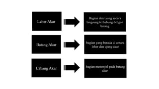 Pertemuan 4 Morfologi akar batang.pptxaaaaaaaaaa | PPTX