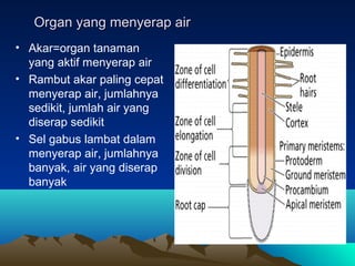 Penyerapan dan Pengangkutan Air | PPT